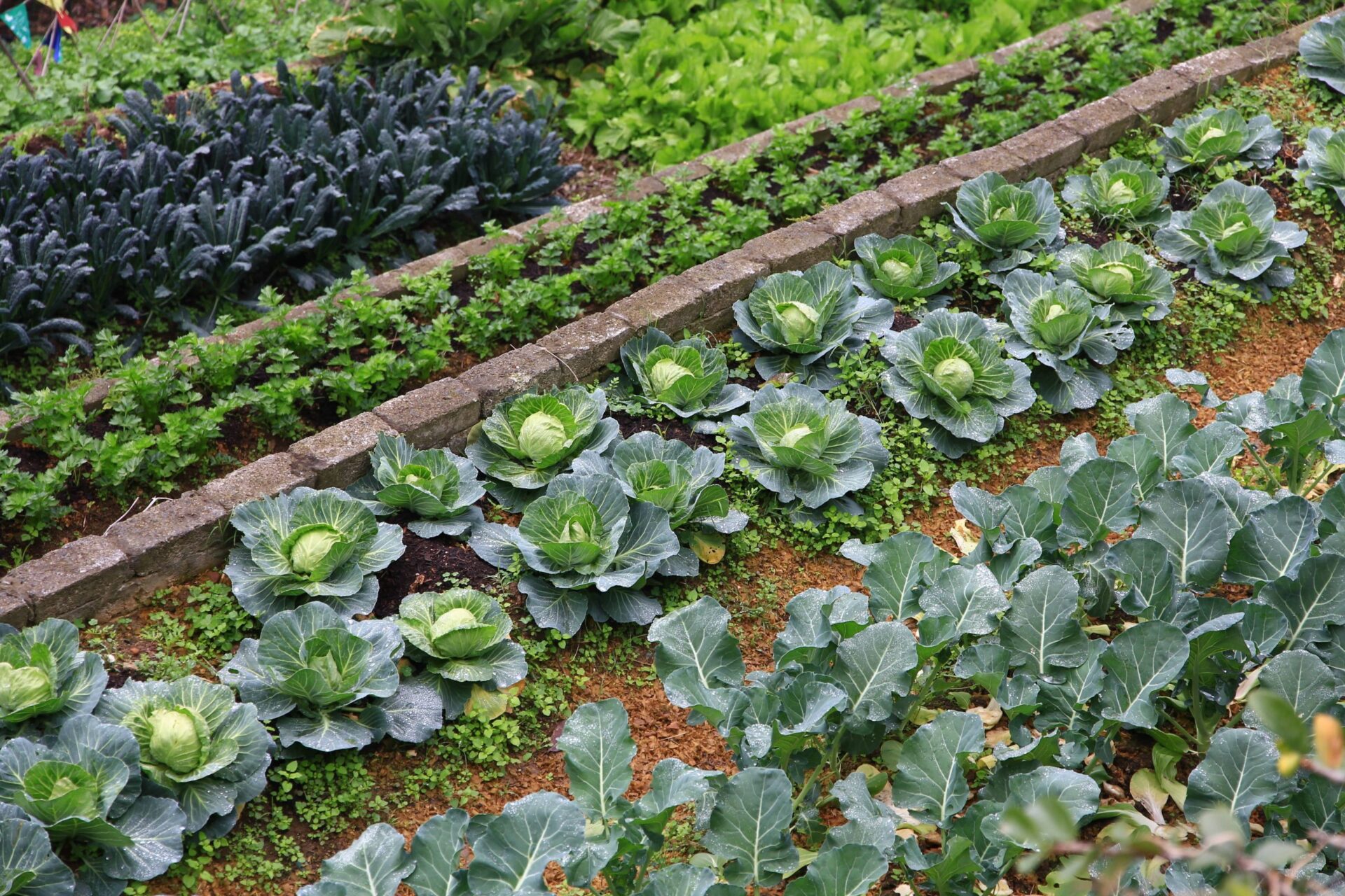Is Sustainable Farming the Future of Agriculture? - Wooshi